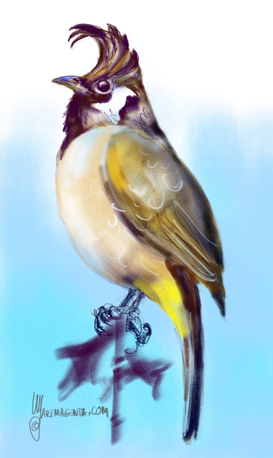 Birds: Himalayan bulbul