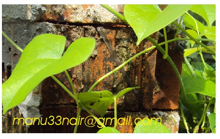 papanasini: CHITTAMRITHU ( Tinospora Cordifolia ) (ചിറ്റഅമൃത് )