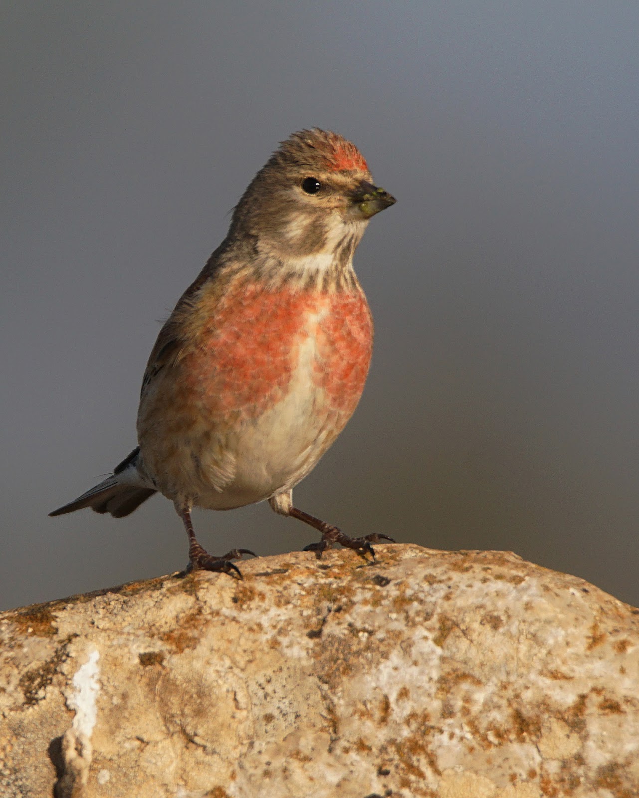 Pasión por las aves: Pardillo común.(Carduelis cannabina)