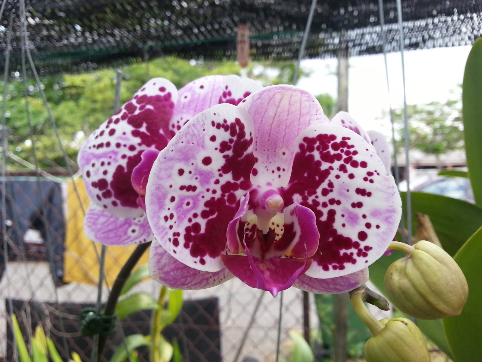 Macam Macam Ada...: Orkid Butterfly & Masak Lemak Ayam Pecen Dengan ...