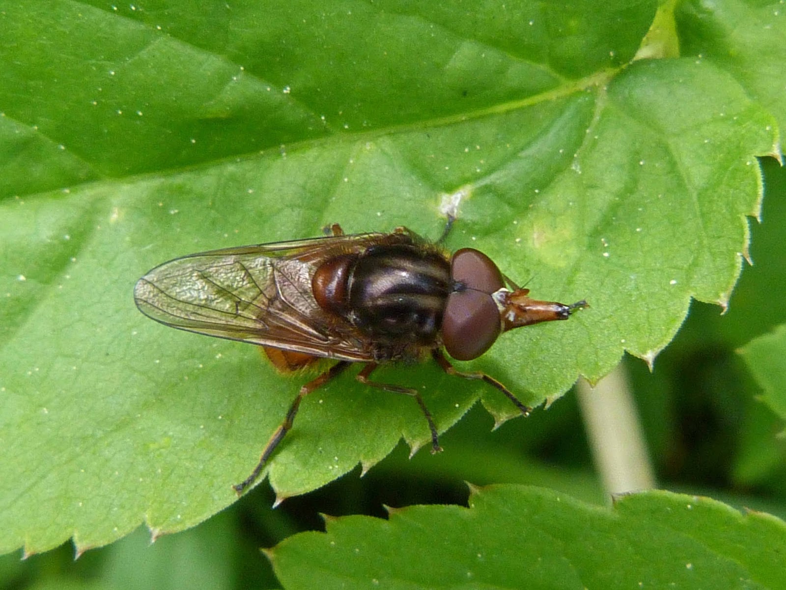 Insects of Scotland: Hoverflies