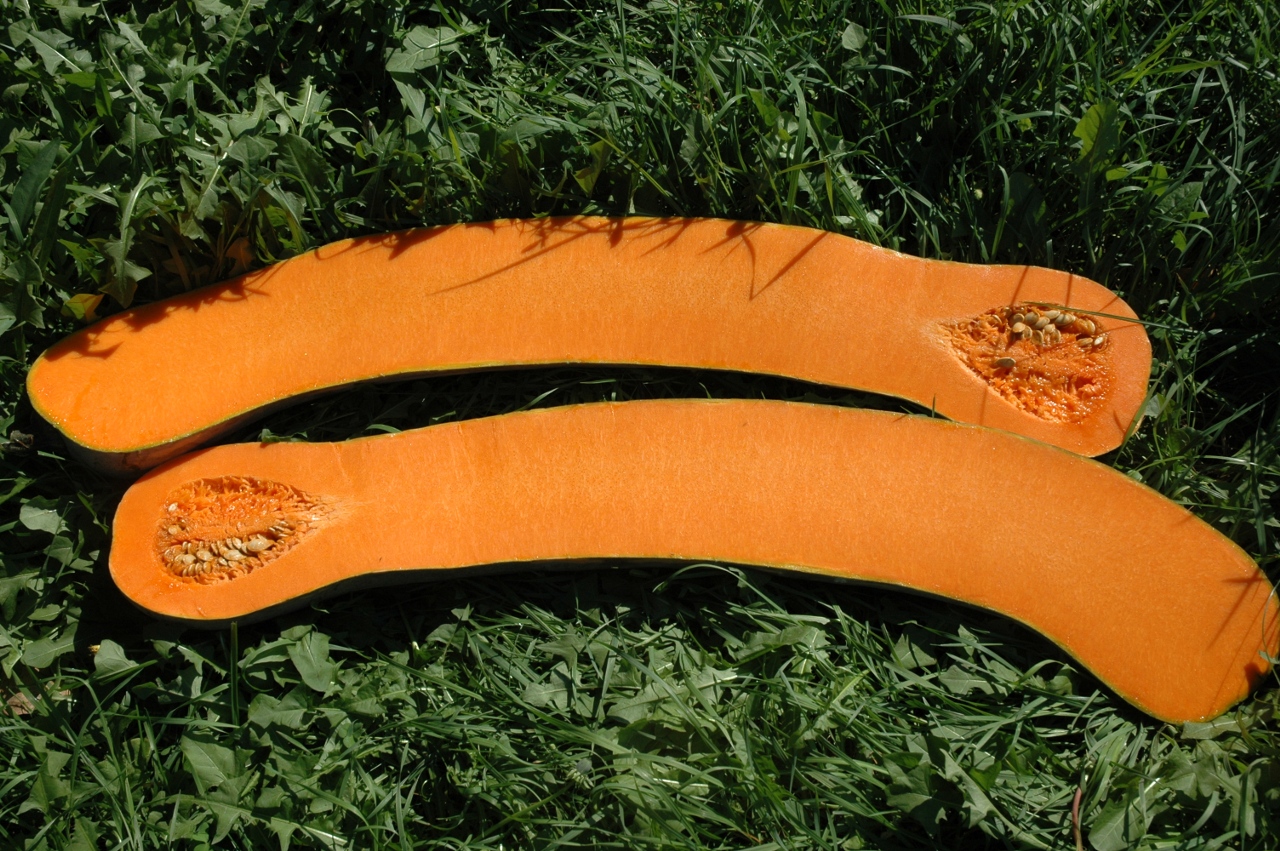 Old "Italian" Favorite Called "Gagoots" : r/shittyfoodporn