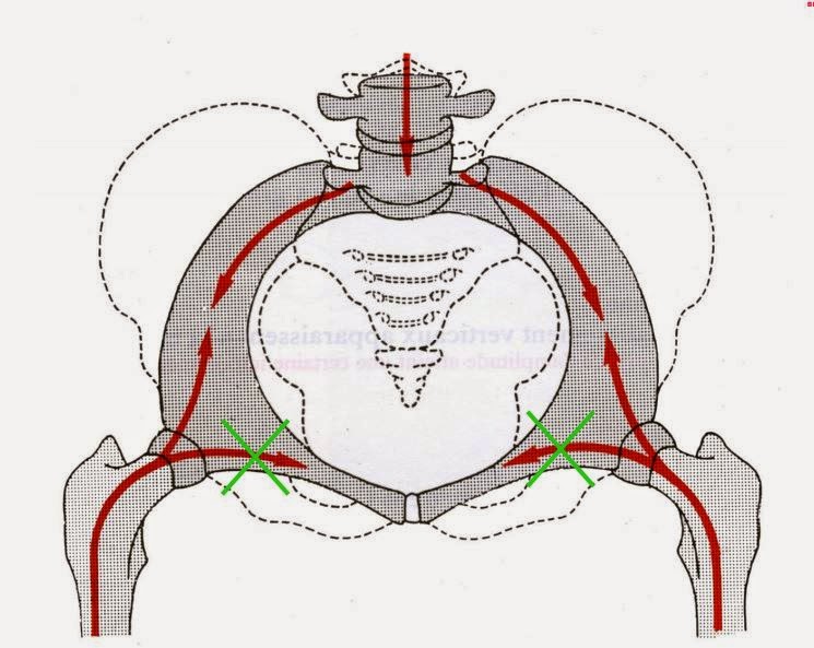 Un médecin du sport vous informe: Anatomie fonctionnelle du membre ...
