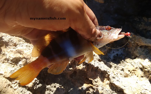 Painted Comber on Soft Bait - Comber LRF Adventures