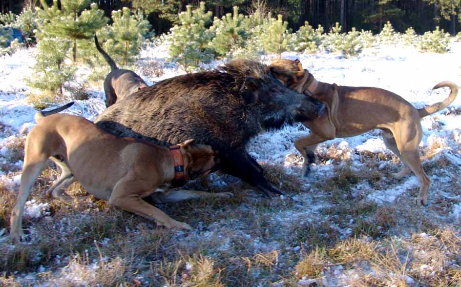 on target shooter nz: Wild Boar in New Zealand