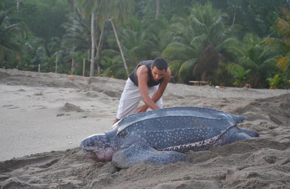 White Wolf : Elias Pereira Saves Leatherback Sea Turtle In Grande ...