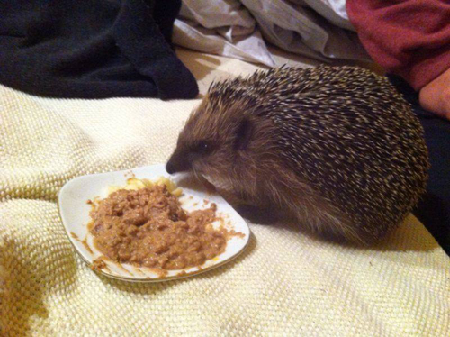 Ho trovato un riccio, che fare?