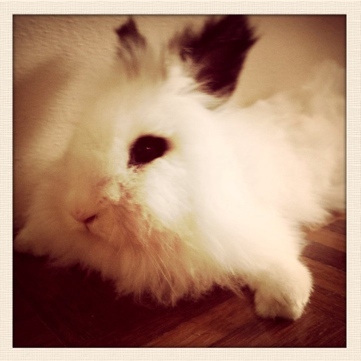 I am a Cool Bunny | Bubu Rabbit