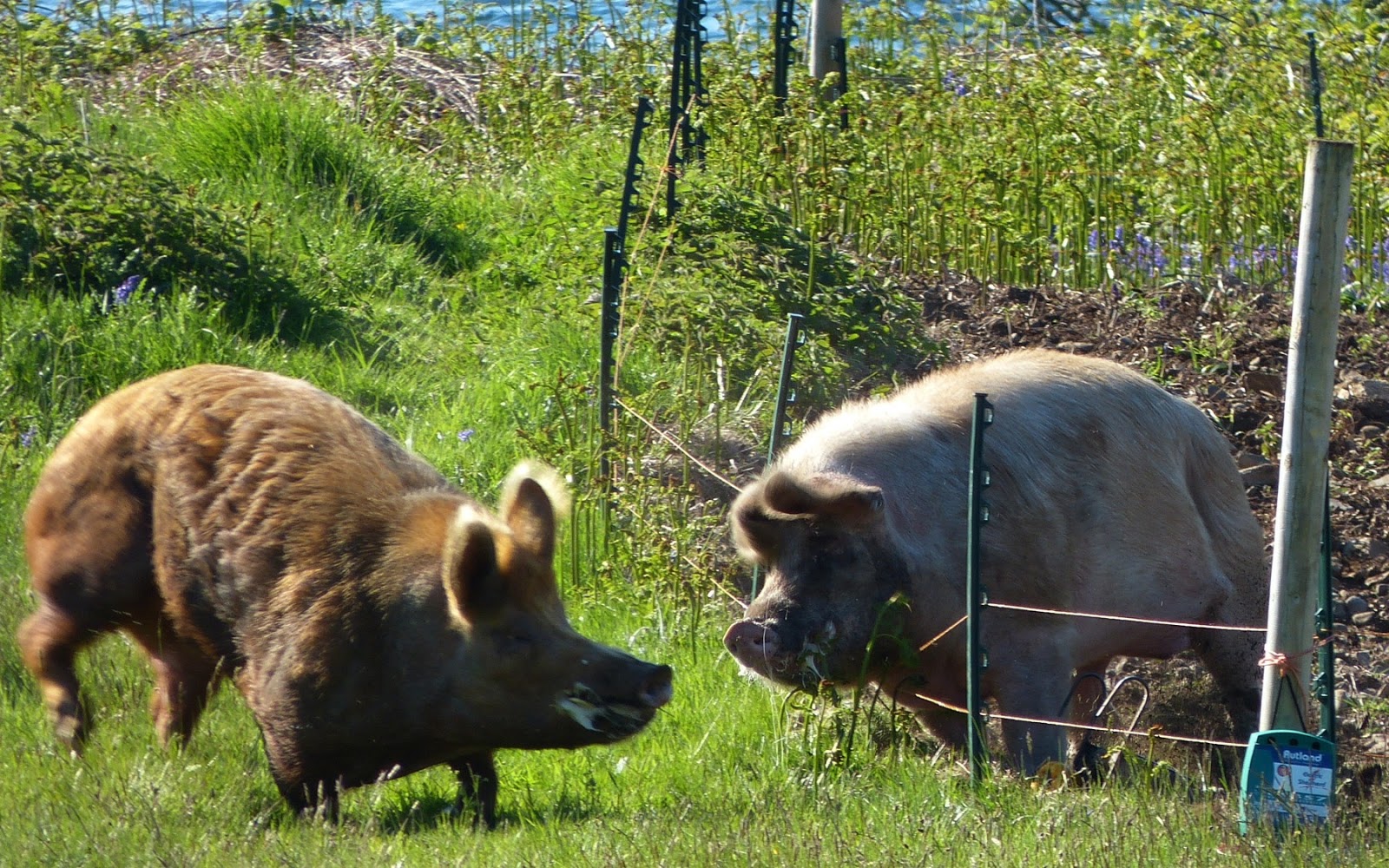A Kilchoan Diary: Pig Fight - Round 2