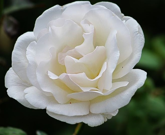 Arti,Manfaat,Khasiat, Bunga Mawar Putih - Rumah Daun Muda