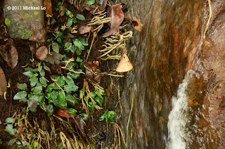 The rainforests of Borneo & Southeast Asia: Cryptocoryne auriculata ...