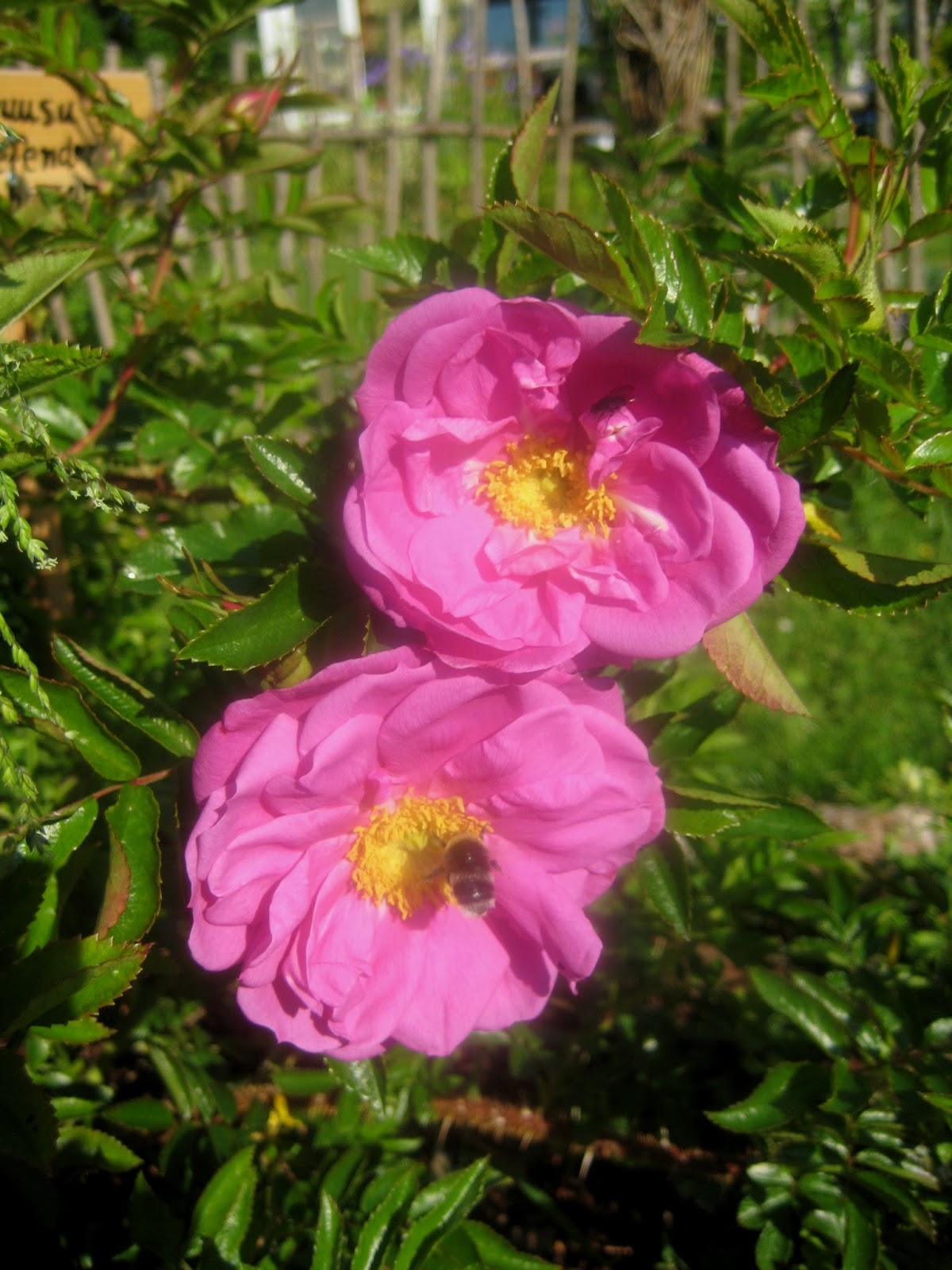 Metsätontun Ruusutarha: Ruusukuvia