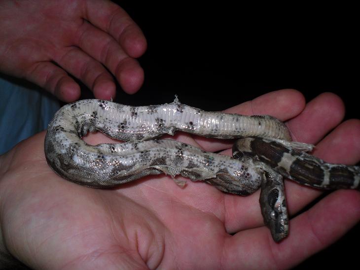 Ular Air Kelabu Penang Gambar Ular Walik Cabai - ular