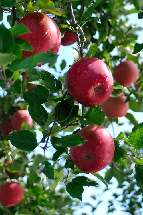 Maçã | Malus domestica