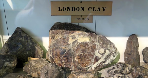 The Language of Stone: The Sedgwick Museum