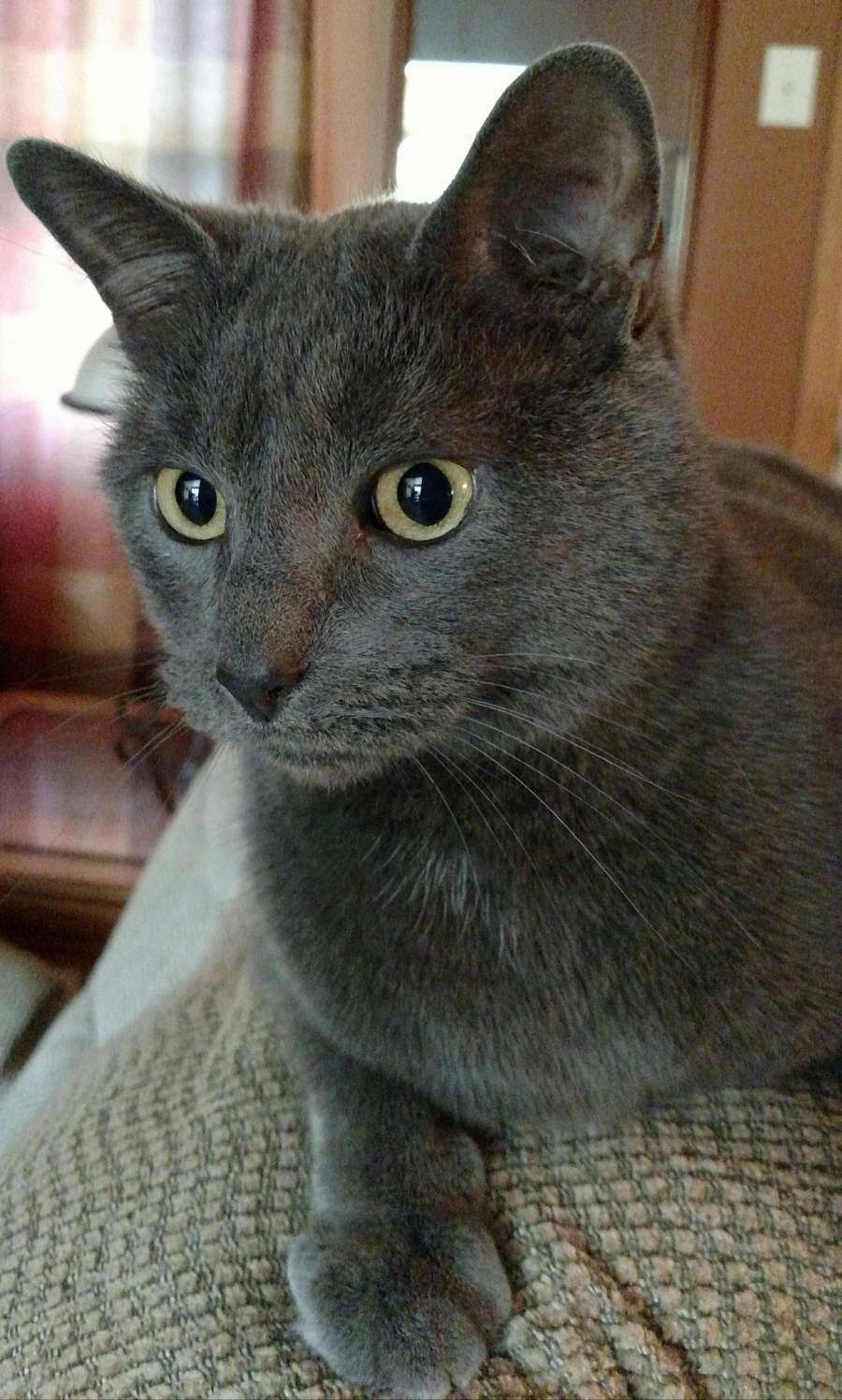 Funny cats - part 205 (40 pics + 10 gifs) | Amazing Creatures