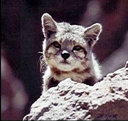 Cazador Sigiloso e Intimidante.: Género Leopardus