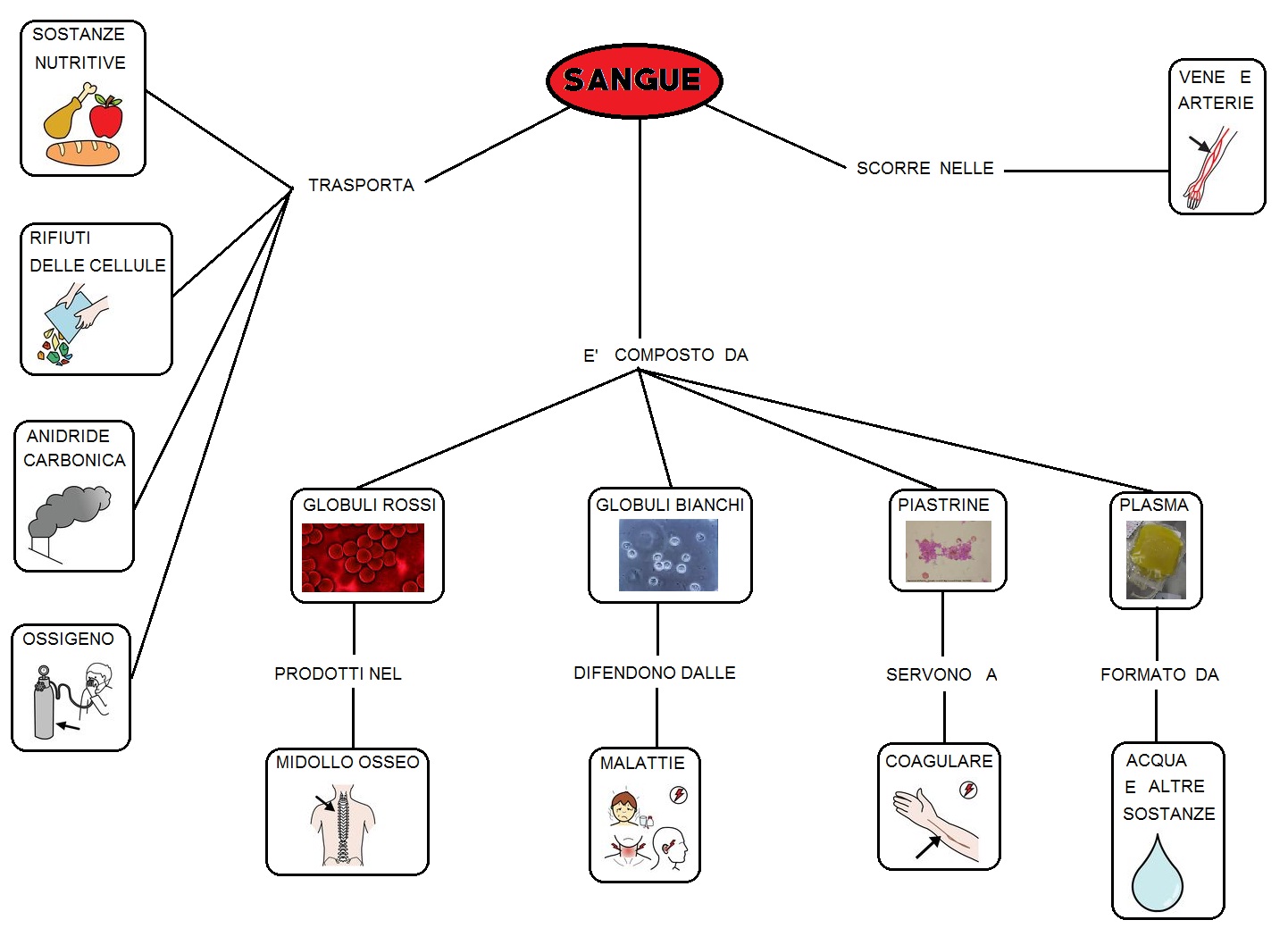 comuniCAAzione: Il sangue- mappa concettuale