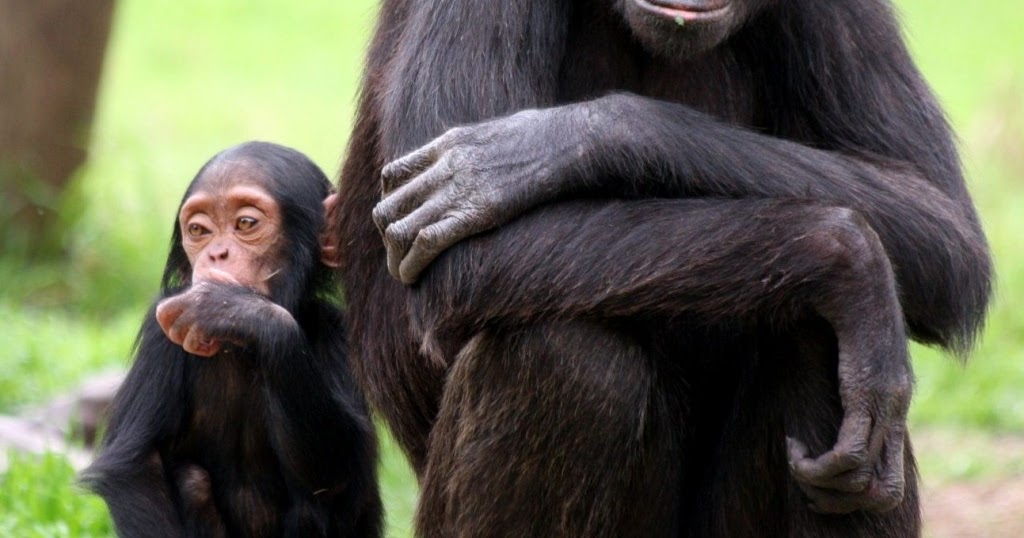 Modern Science refutes the Evolutionary theory: Chimps are not our ...