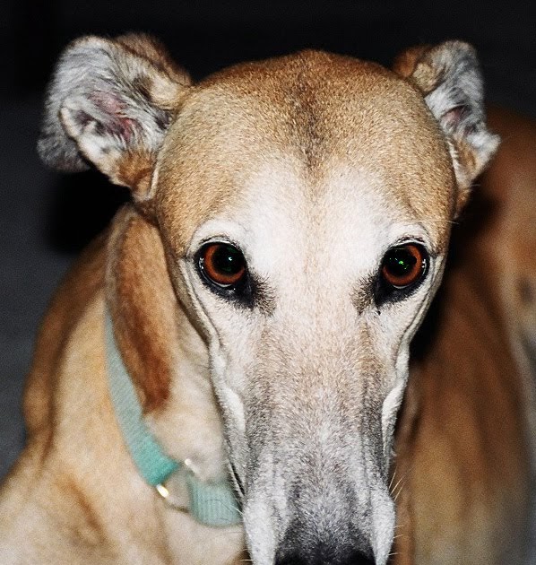 Saving Greys, by GREY2K USA Worldwide: When the Tail Wags the Greyhound