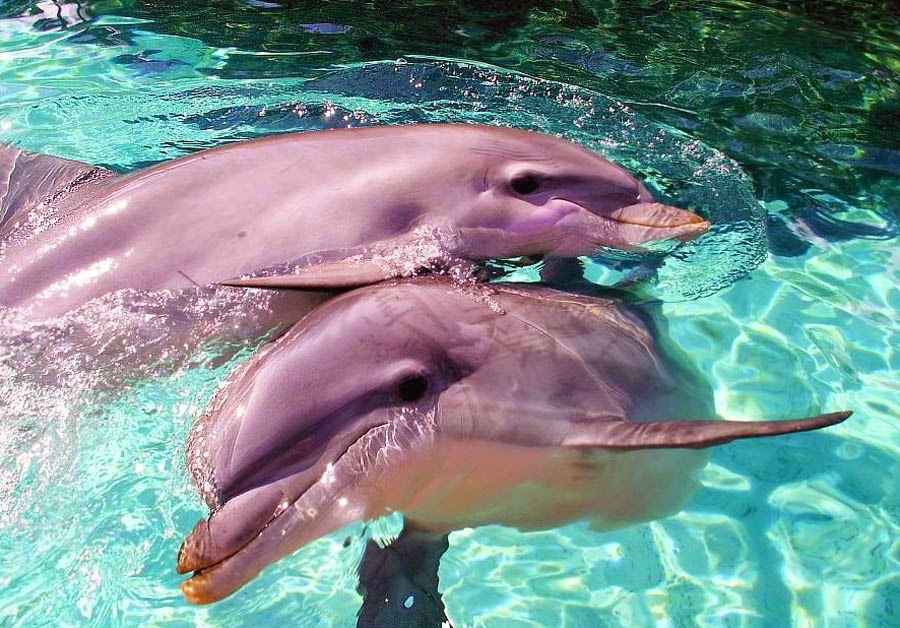 EL MUNDO QUE DESCONOCES : DELFINES ROSADOS