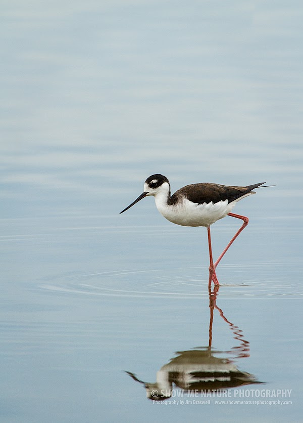 Birding Is Fun!: Birds of South Florida, Part 1 (Myakka River State Park)