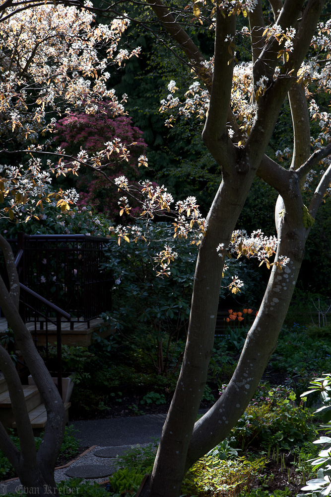 Kreider's Korner Photographs: Saskatoon tree blossoms