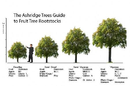 M9 Elma bahcesi telli terbiye sistemi: MEYVE BAHÇESİ KURULUR