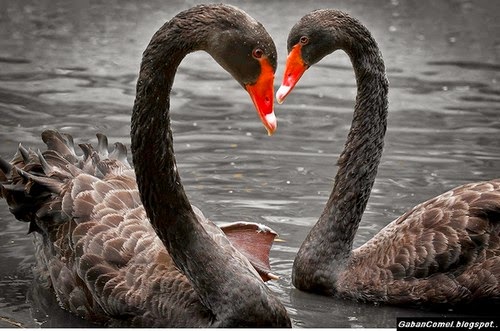 Aneh! Angsa Berbulu Hitam di Temui di Australia. - Gaban Comel