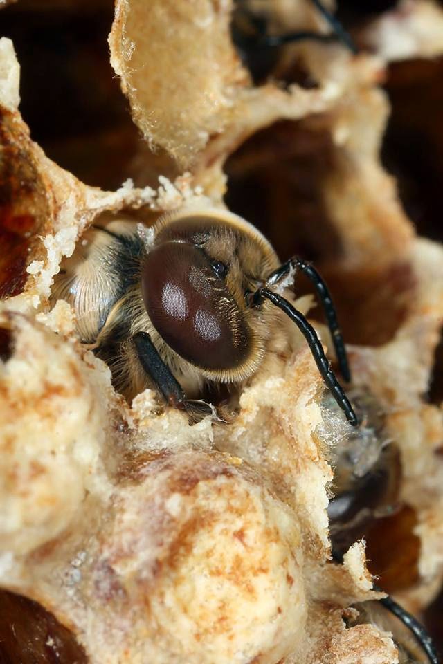 Apícola La Cañada de la Fuente.: Cría de Zanganos