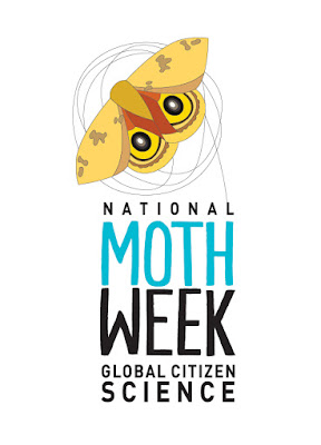 The City Birder: In Celebration of Moths