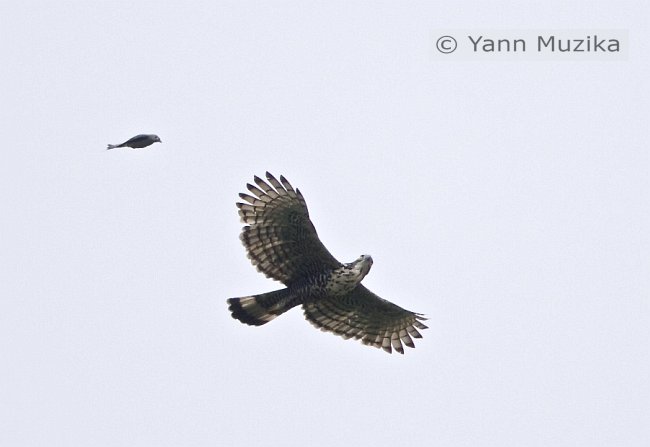 EKOGEO: JENIS - JENIS BURUNG ELANG DI INDONESIA