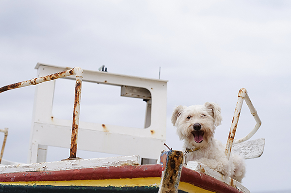 Itty Bitty & Fluffy: Pet Session - Foo & Mrs Mutt's Animal Photography