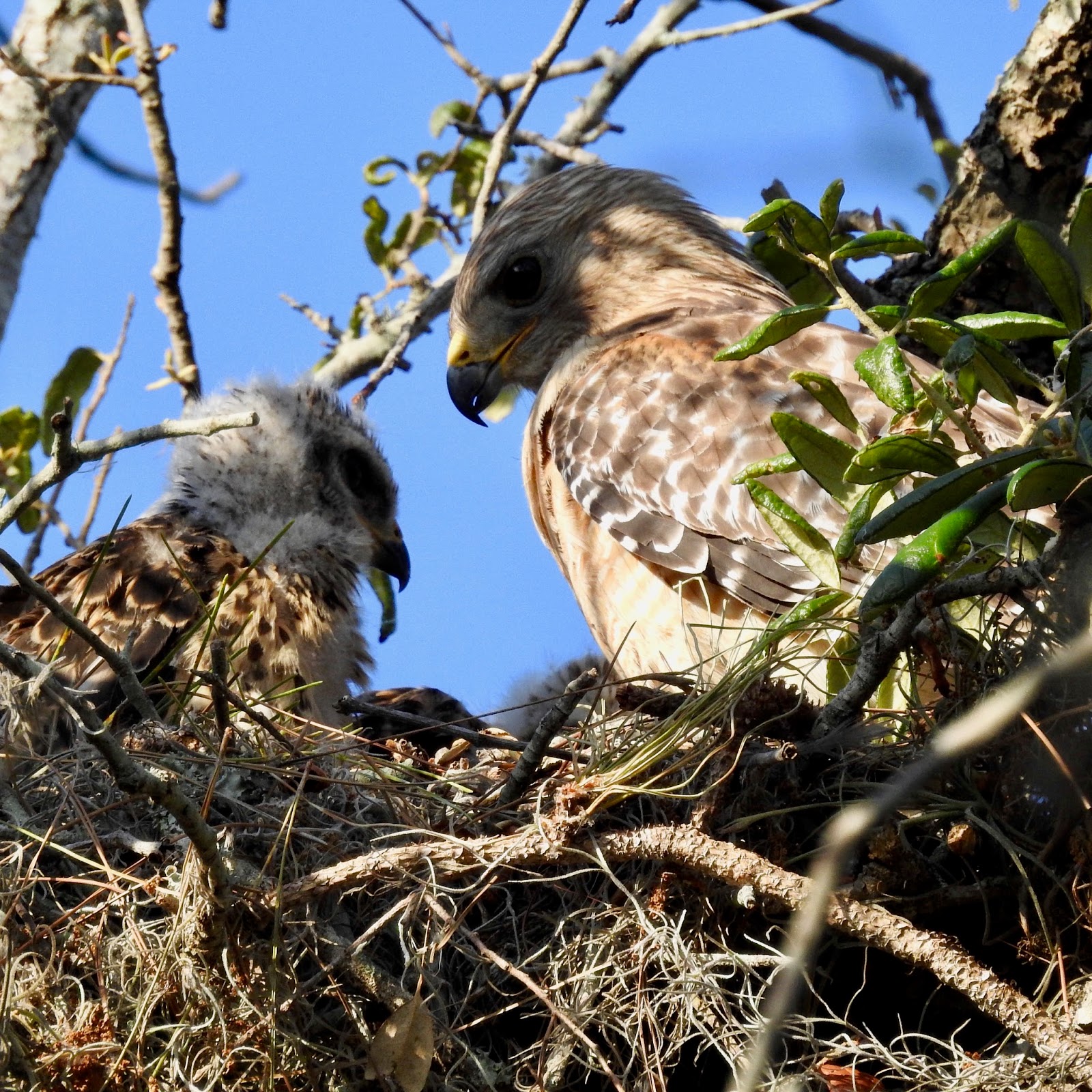 Wildewood Wonders: Red-shouldered hawk chicks in the neighborhood