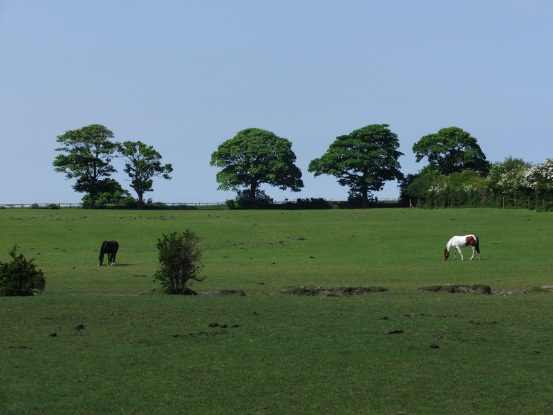 Photographs Of Newcastle: Earsdon