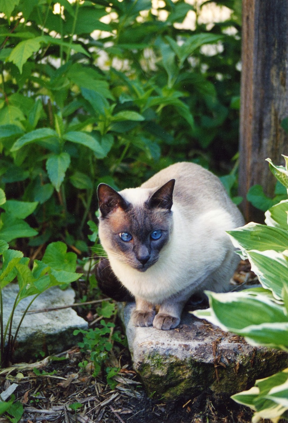 Through My Canadian Eyes: HONORABLE CAT