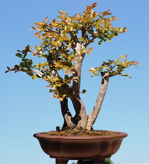 Bonsai de Javier Neila: Trabajos en un árbol de júpiter (Lagerstroemia ...