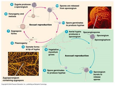 Basidiobolus: Basidiobolus