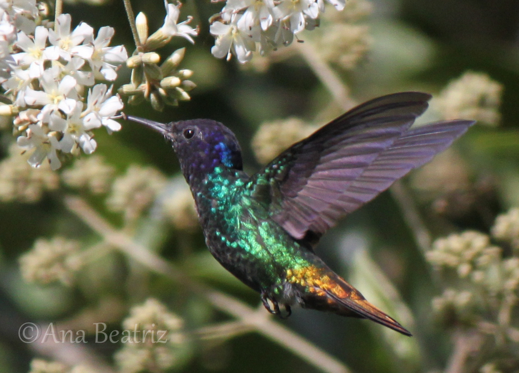 Aventura fotográfica: Colibri Cola de Oro (Golden-tailed Sapphire)