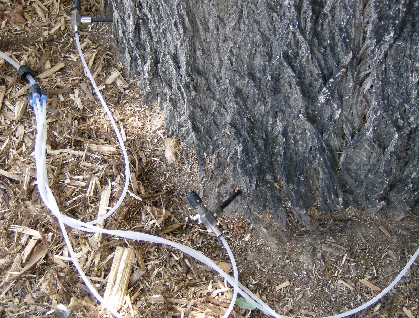 CU Outdoor Services: Trunk Injection Treatments for Elm Scale on Campus