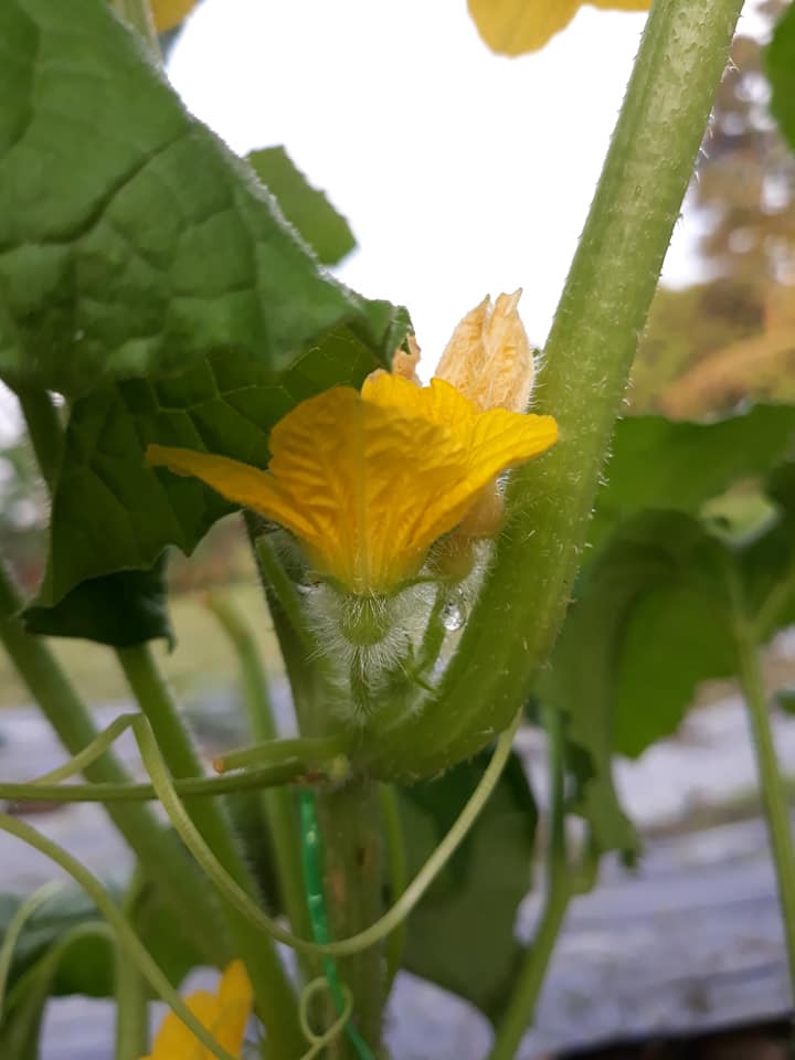 Food, Lifestyle, Education, Parenting, DIY | CaraResepi