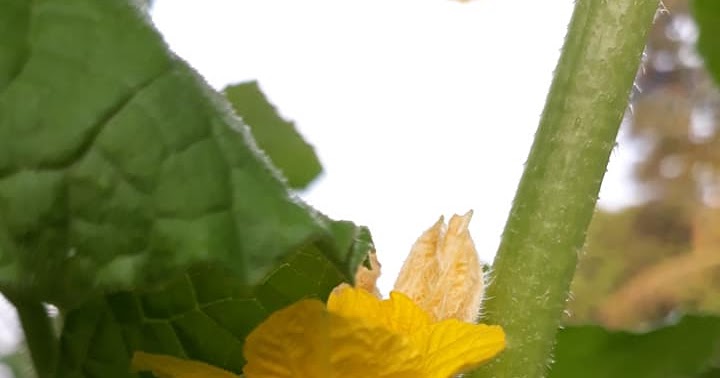 Ide Istimewa Bunga Melon, Motif Baru!