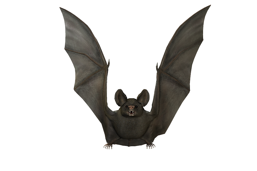 22 Stock Photo Gambar Kelelawar