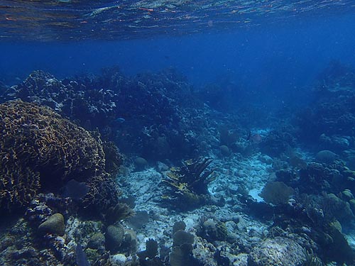 My Roatan - Adventures in Creating Nirvana: snorkeling pigeon cay