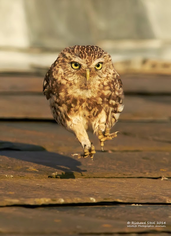 Wildlife Photographic Journals: Last of the Little Owls