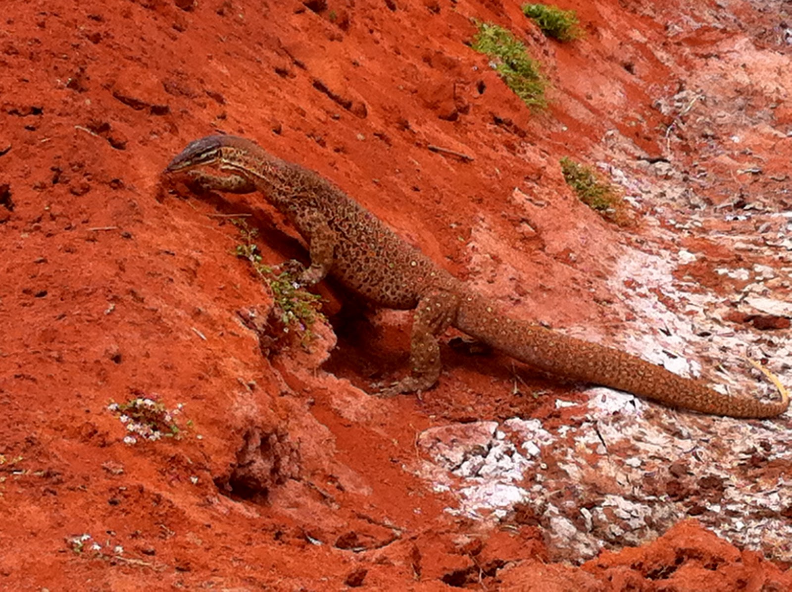 The McAllisters' Family Blog: Life in Meekatharra