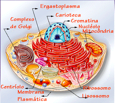 CELULAS: CÉLULA ANIMAL