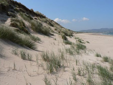 MARCO JURIDICO PARA LA PROTECCIÓN DE DUNAS COSTERAS EN VERACRUZ: Flora ...