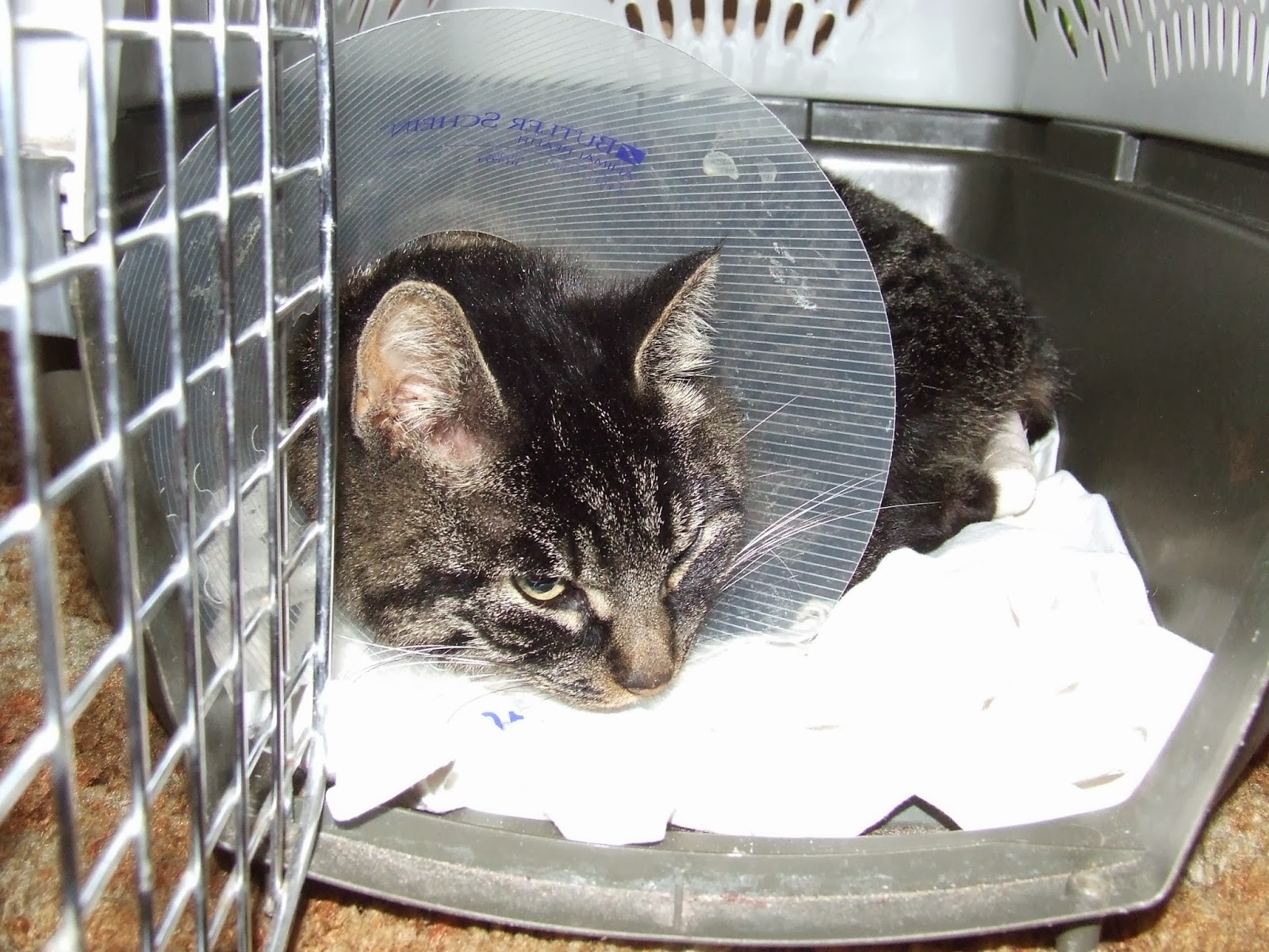 It's All Relative: Poor Kitty