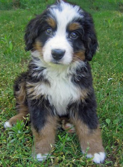 Cute Bernese Mountain Puppies Pictures ~ BLOG OF CUTE PUPPIES PICTURES